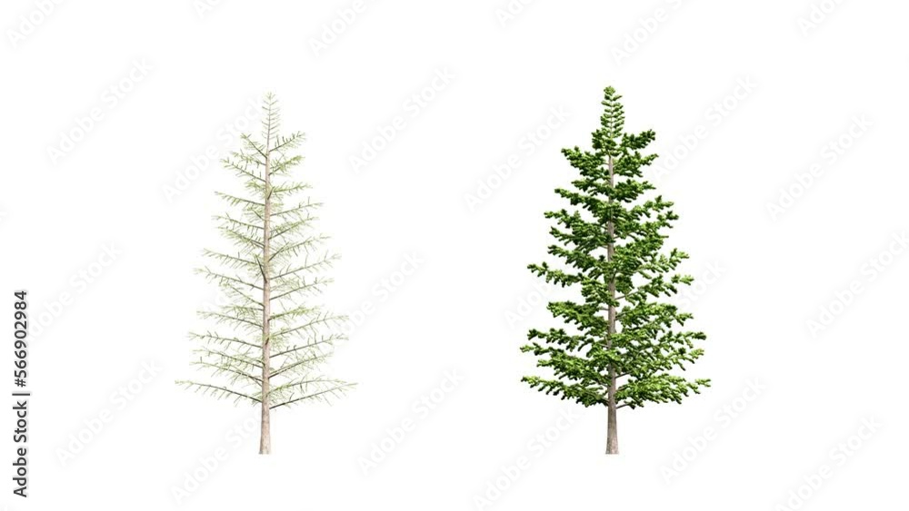 Growing trees on white background.3D animation growth grow from small ...