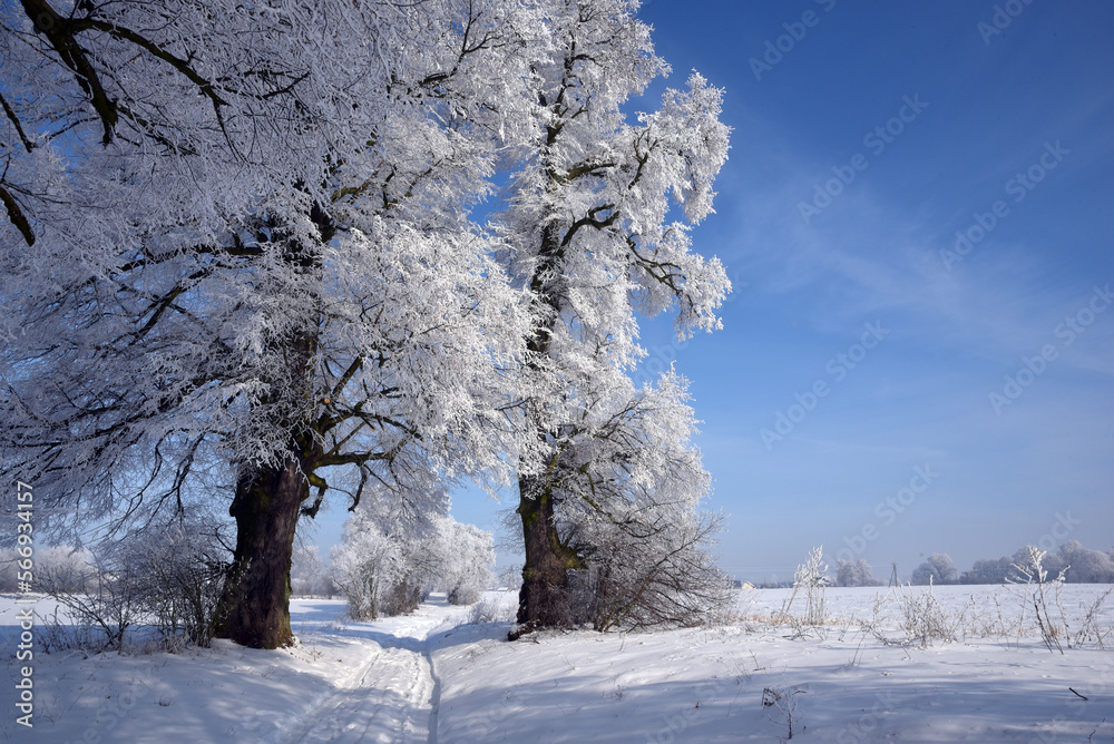 piękny zimowy widoczek, puzzle zimowe, zimowy obrazek, alejka lip ...