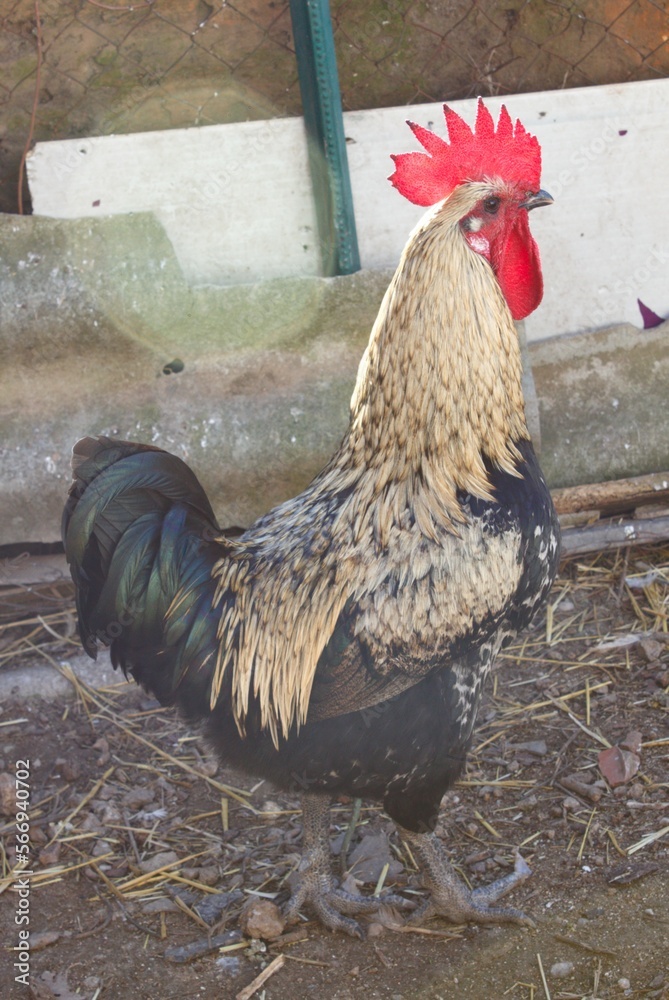 retrato de perfil de bonito gallo de corral con cresta roja y plumas ...