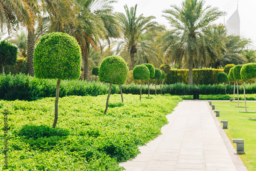 High quality photo. Walkway Lane Path With Green Trees And Palms In ...