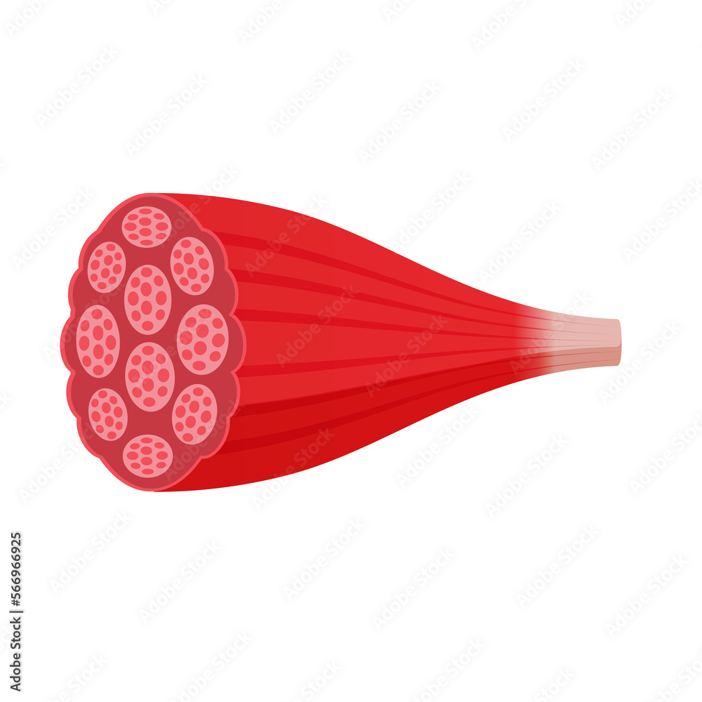 Cross-section of muscle illustration ( red muscle ) / png, no ...