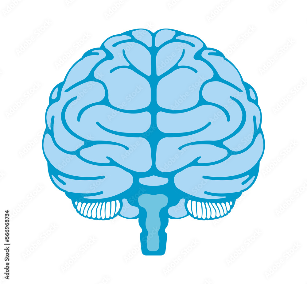 Illustration of human brain / png, no background Stock Illustration ...