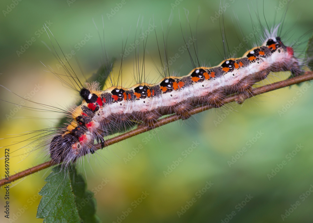 Larva of The dark dagger (Acronicta tridens) is a moth of the family ...