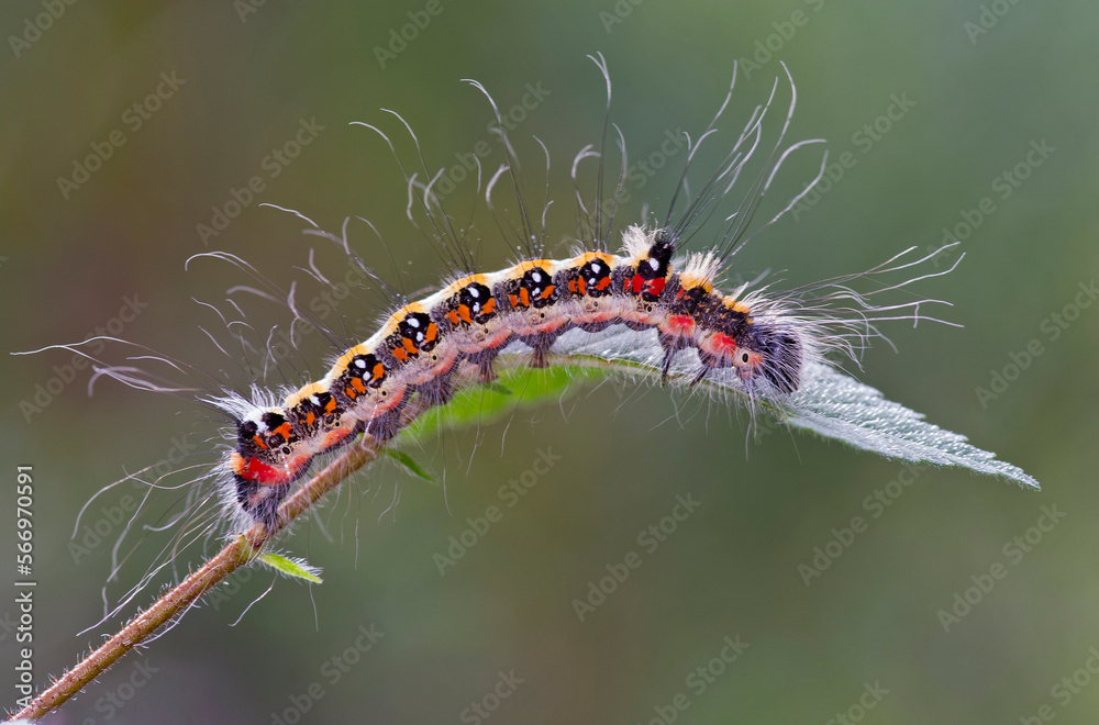 Larva of The dark dagger (Acronicta tridens) is a moth of the family ...