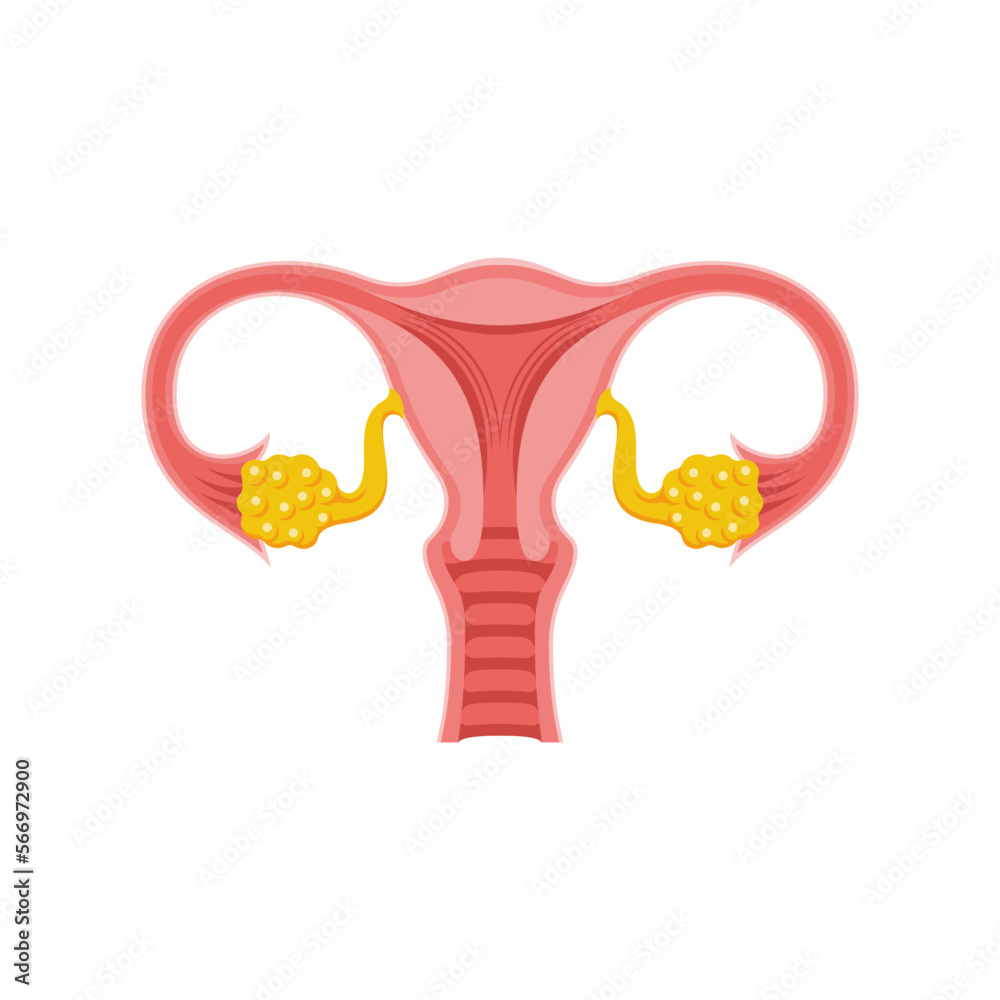 Female Reproductive System Woman Anatomy System Anatomy Diagram Uterus And Cervix Ovaries