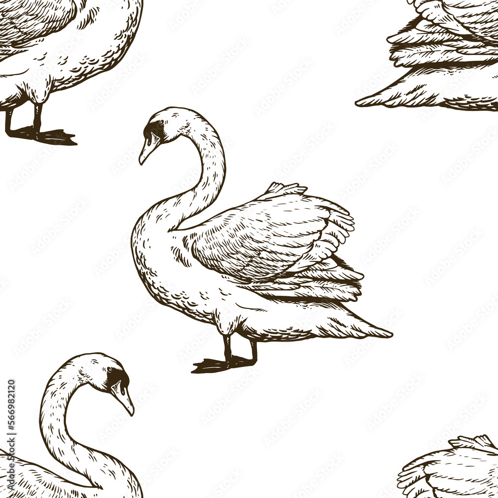 Swan bird engraving PNG illustration with transparent background Stock ...