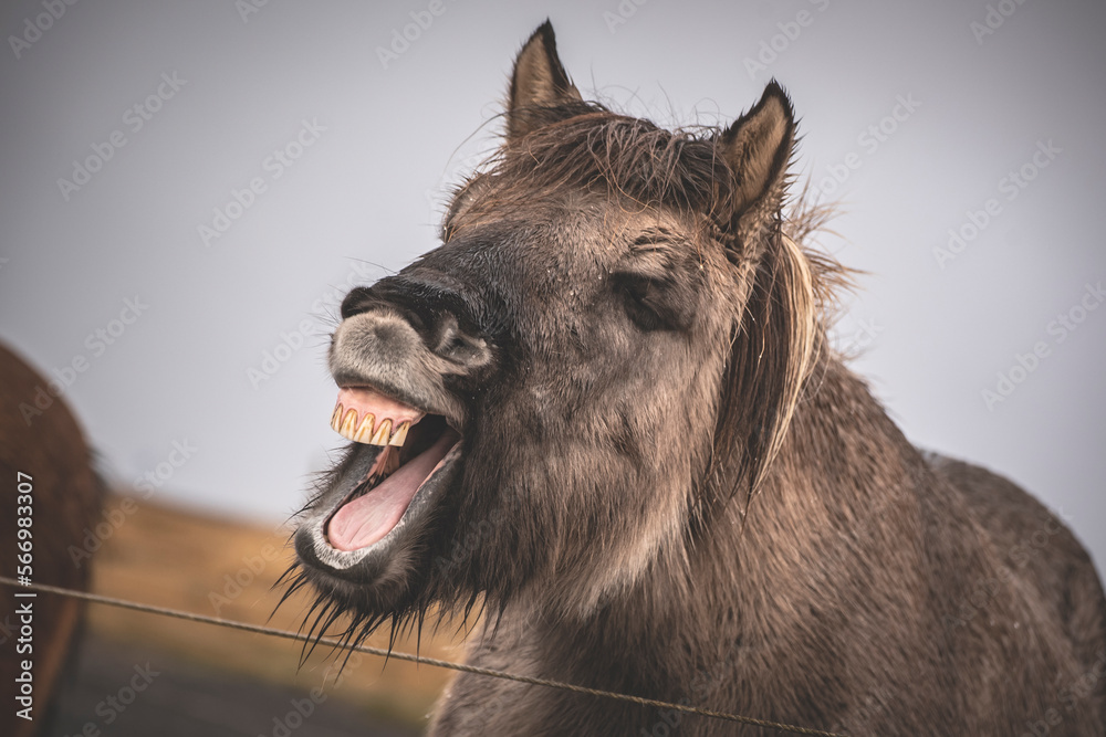 La risata del cavallo. Un cavallo islandese che nitrisce. foto de Stock ...