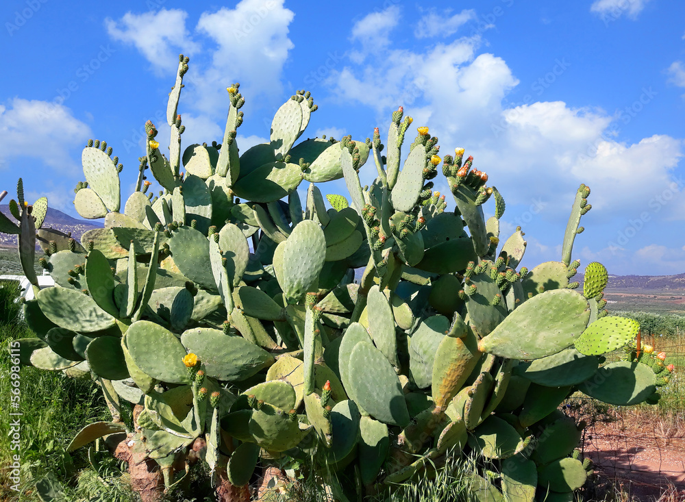 Opuntia ficus-indica, the Indian fig opuntia, fig opuntia, or prickly ...