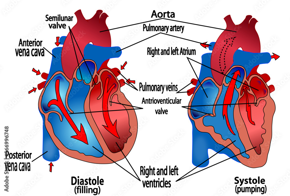 Progress of blood through heart, Cardiac cycle with heart diastole and ...