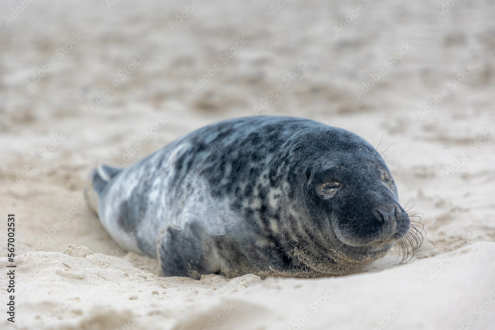 Young seal in its natural habitat sleeping on the beach and dune in ...