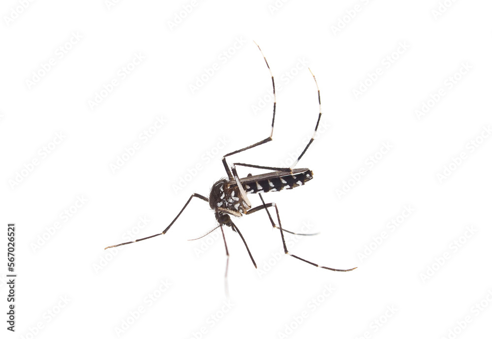 Tiger mosquito isolated on white background, Aedes albopictus Stock ...