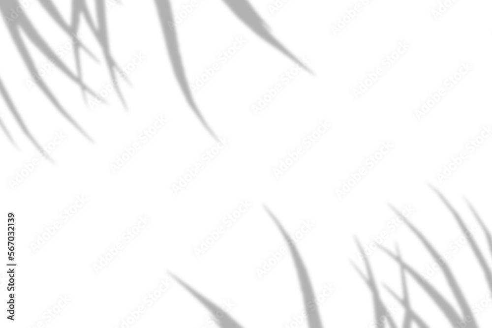 Natural shadow overlay effect on white texture background, for overlay ...