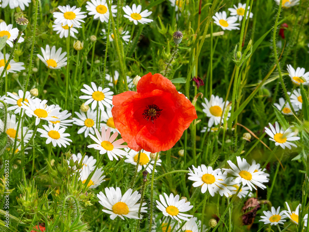 Gros plan sur un coquelicot dans un champ de marguerites Stock Photo ...