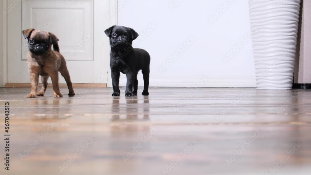 Portrait of black cute pet pug-dog of breed Petit Brabancon or Belgian ...