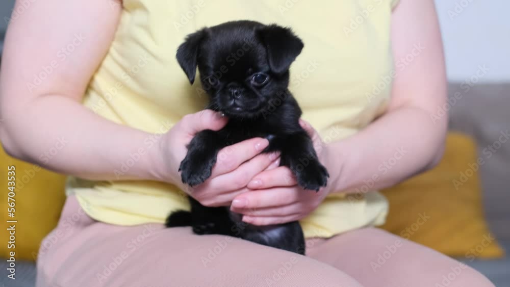 Portrait of black cute pet pug-dog of breed Petit Brabancon or Belgian ...