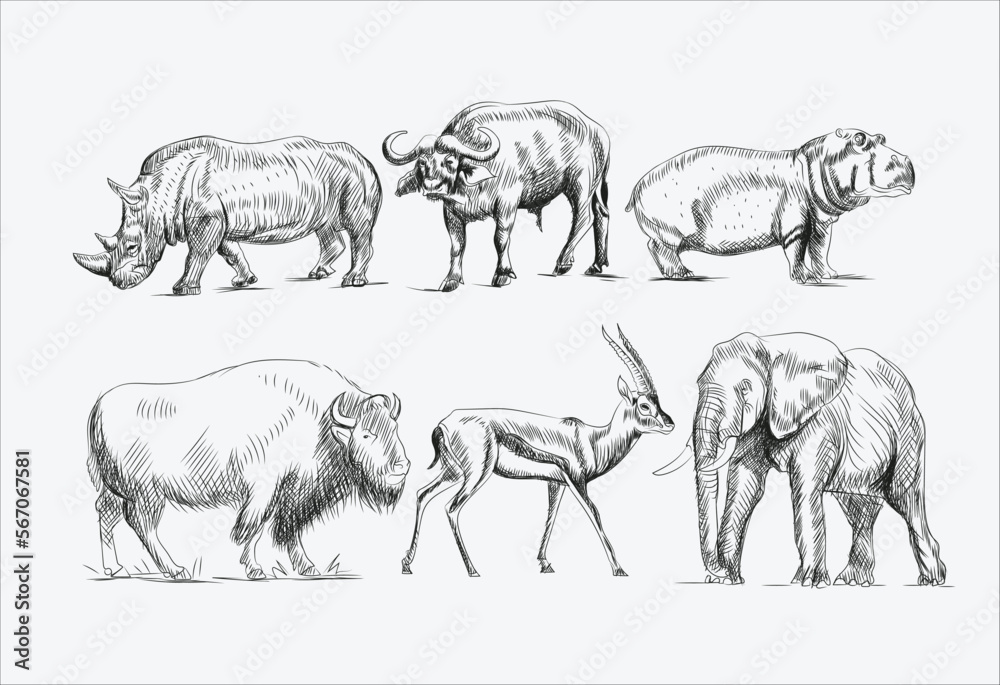 Hand-drawn vectos black and white sketch set of wild animals from ...