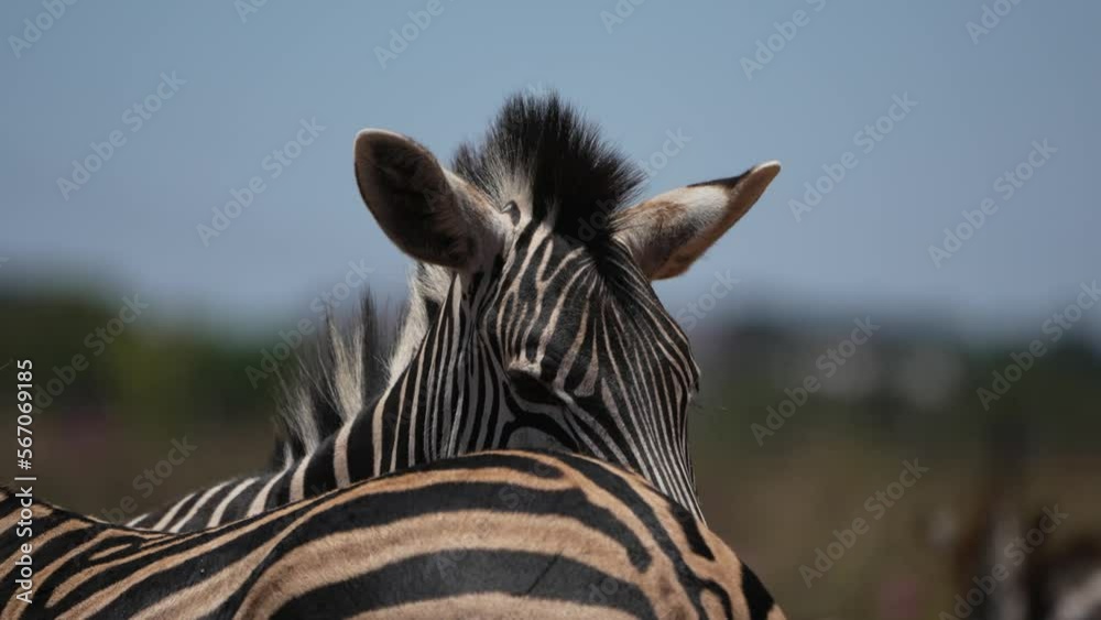 Zebra standing together in the midday sun pushing through the heat ...