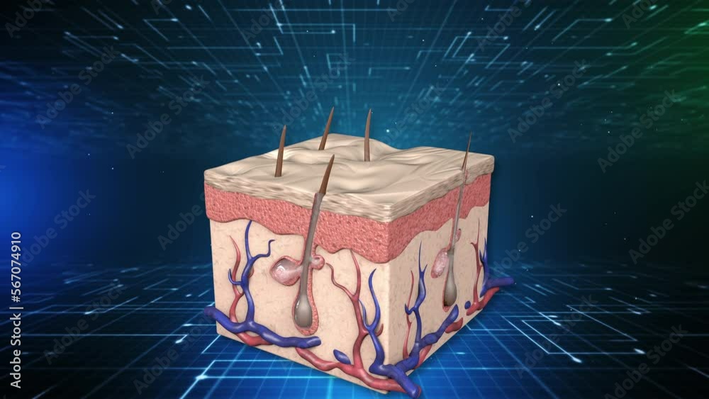 section of human skin showing Hair growth. epidermis cross section 3D ...