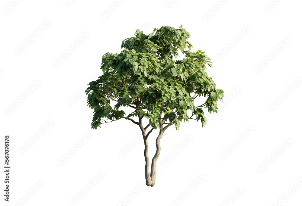 3d trees of ficus carica png Stock-Illustration | Adobe Stock