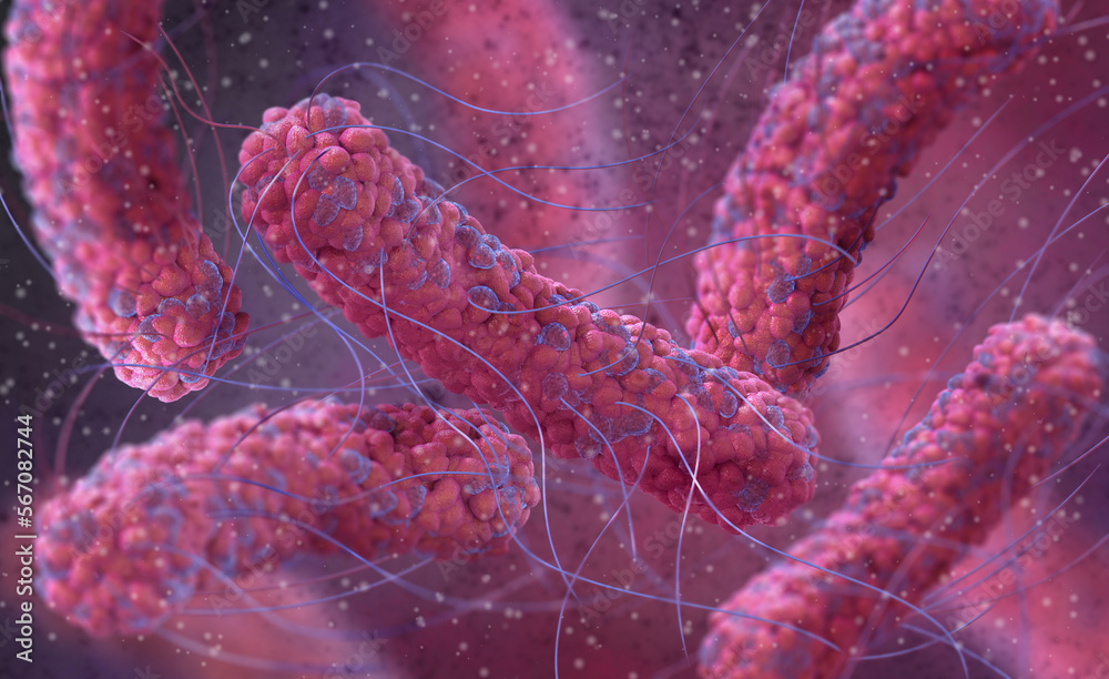 Medical background, bacteria facultative anaerobes, Salmonella ...