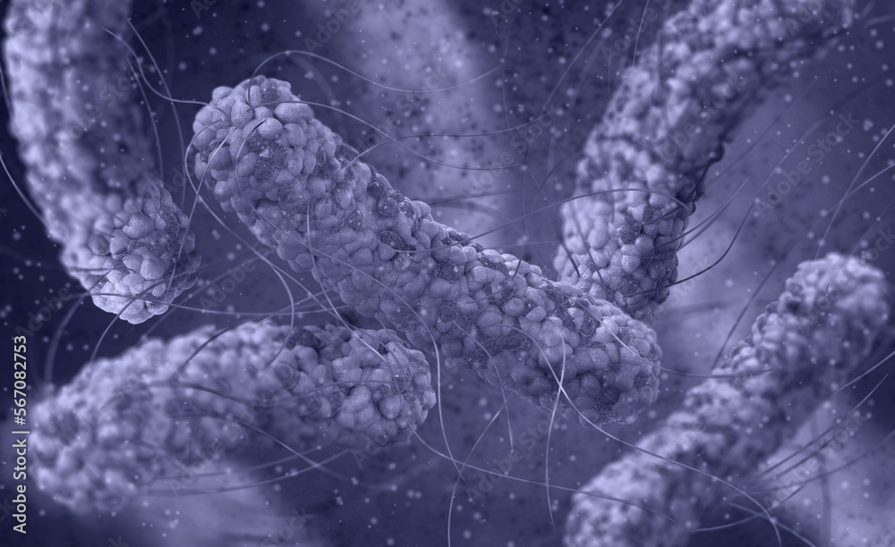 Medical background, bacteria facultative anaerobes, Salmonella ...