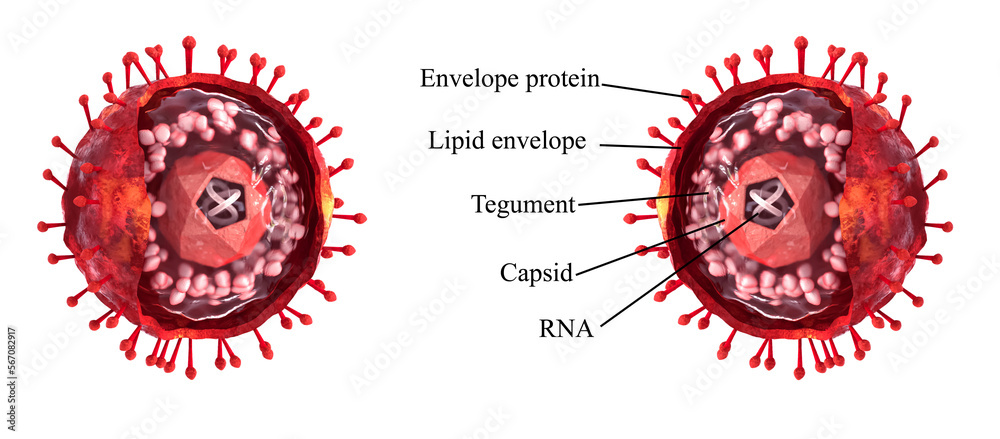 Medical background, realistic 3D structure diagram of a virus, text description, cutaway shape ...