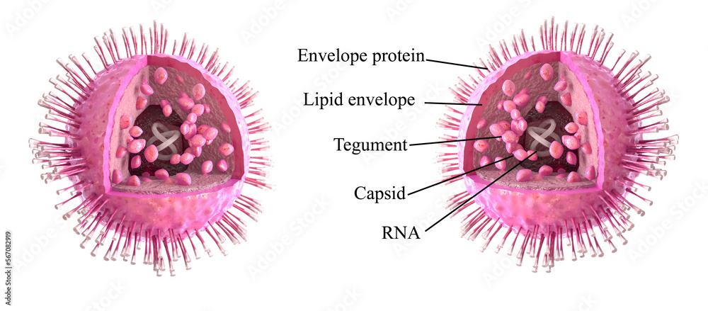 Medical background, realistic 3D structure diagram of a virus, text ...