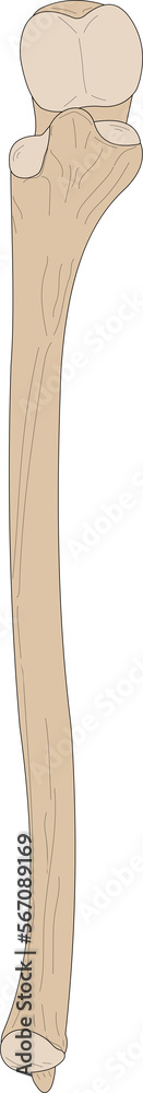 Ulna The Ulna Is A Long Bone Found In The Forearm That