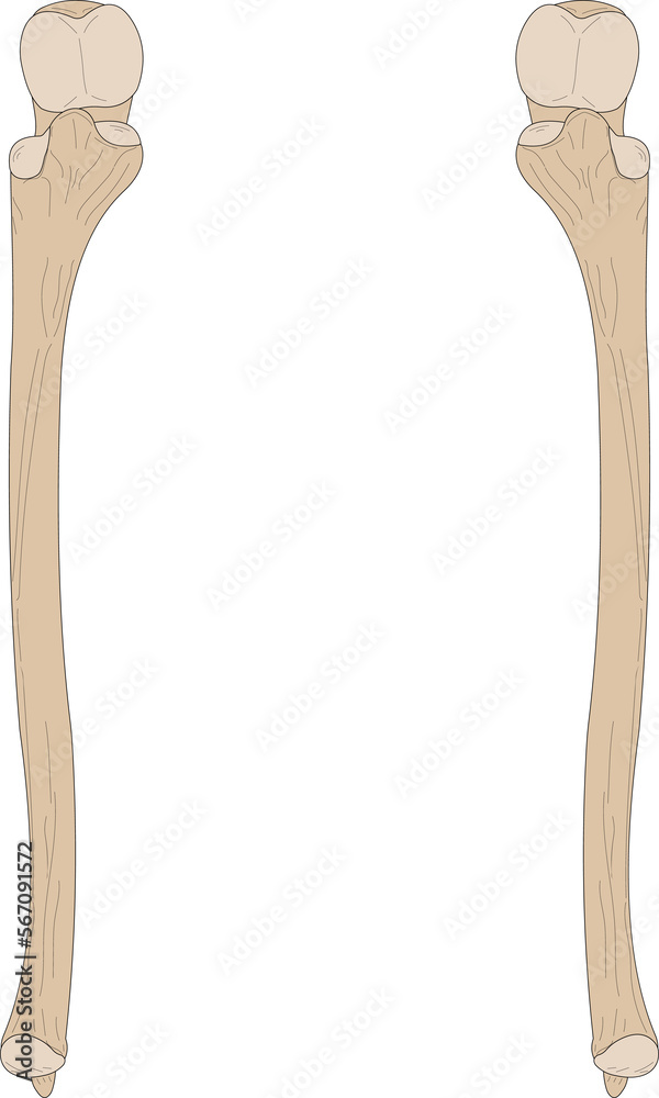 Bones of the human skeleton. The Ulna of the Right Forearm and the Ulna ...