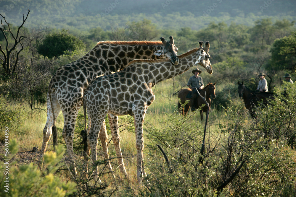 Viewing giraffes while riding horseback at a game reserve in South ...