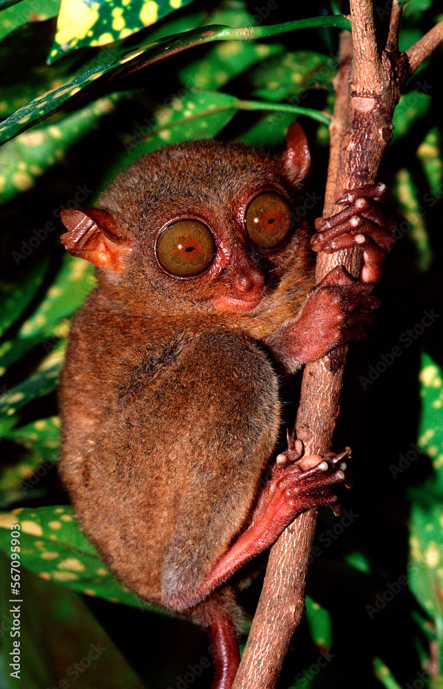 Philippine tarsier, Tarsius syrchta, Philippines, Bohol, Philippines ...