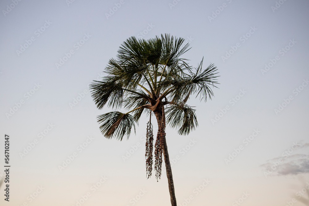Buriti Palm Tree from the Brazilian Cerrado Biome. Photo taken in the ...
