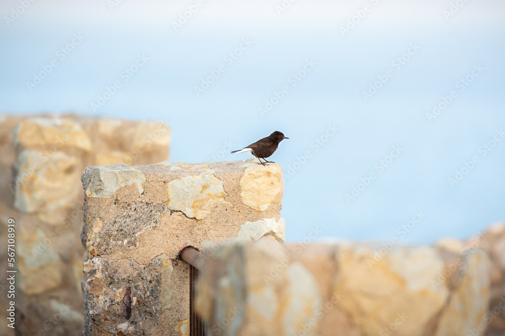 Very clean photos of birds, subtle and delicate, with neutral and cold ...
