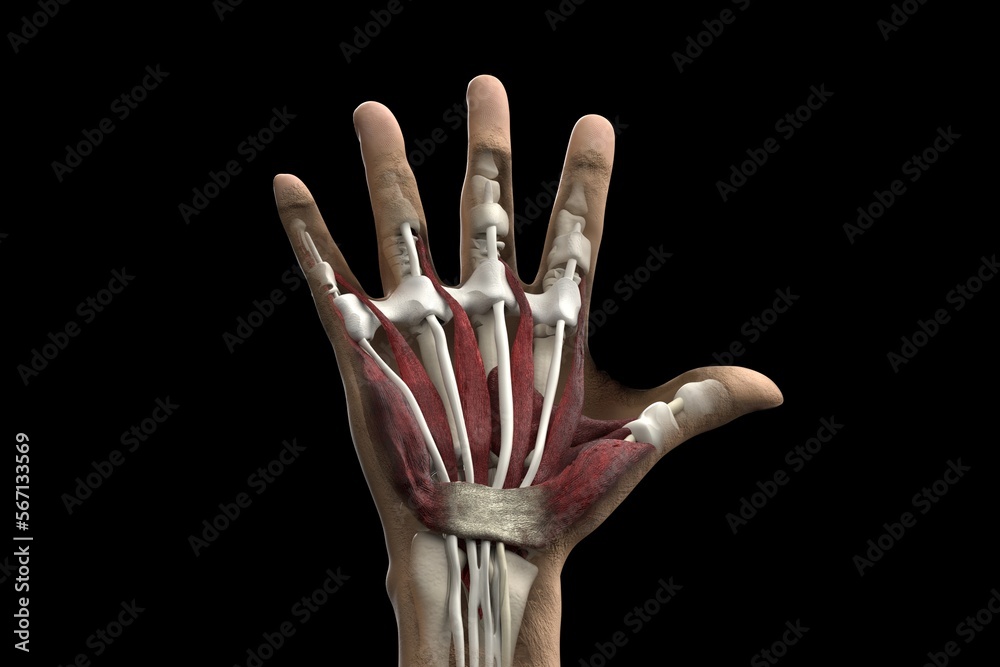 Palmar view of a hand where its bones can be viewed. The anatomy of the ...