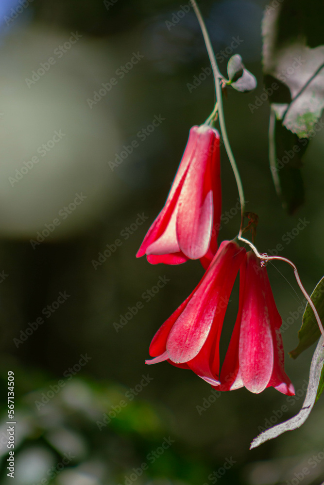 Copihue, flor tipica y representativa de Chile Stock Photo | Adobe Stock
