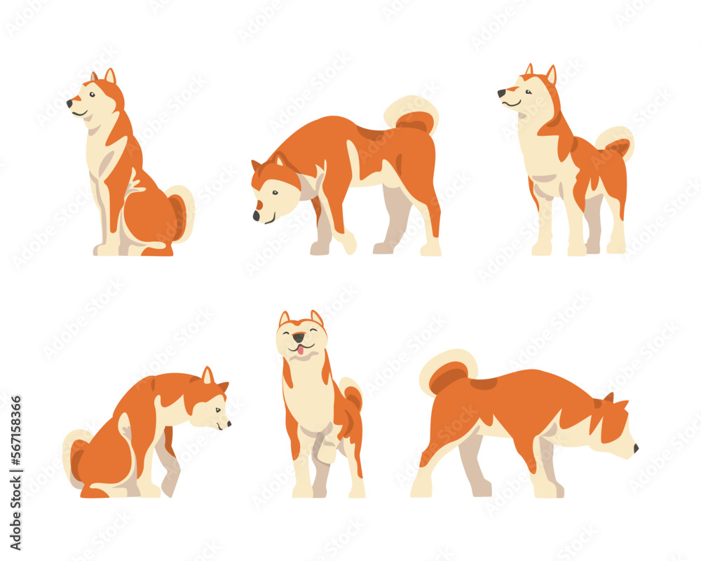 Shiba Inu as Japanese Breed of Hunting Dog with Prick Ears and Curled ...