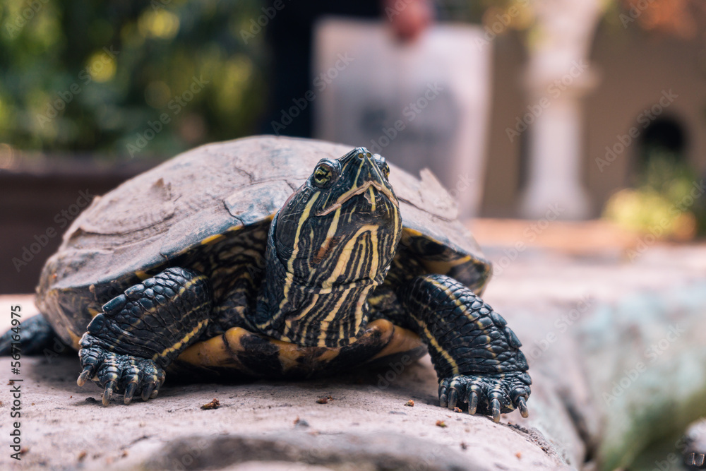 retrato de tortuga caminando fuera del agua en un parque al atardecer ...