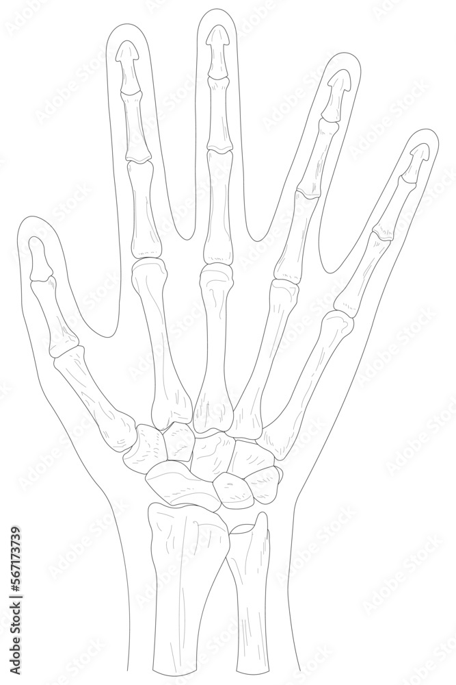 Bones of the right hand, dorsal (posterior) view. Black and white ...