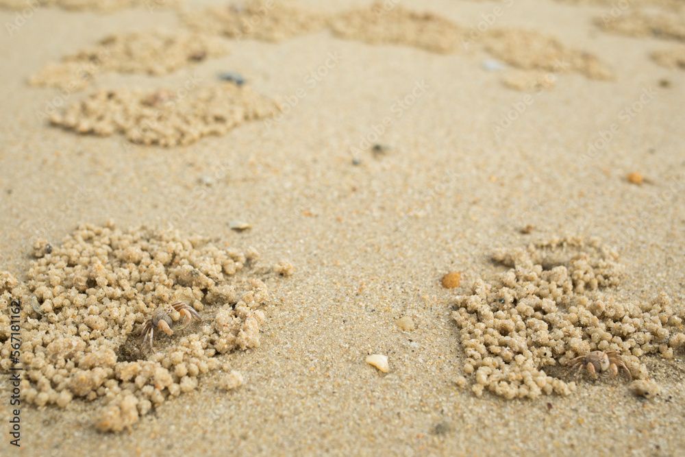 Tiny crabs filtering sand for food and leaving behind rows of small ...