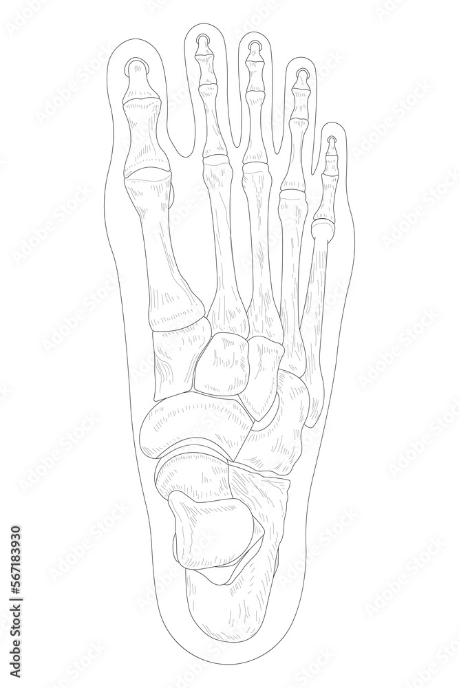 Bones of the right foot, dorsal (posterior) view. Black and white ...