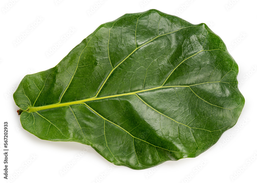 Green fiddle fig leaf isolated on white, Fiddle fig leaf Isolated on ...