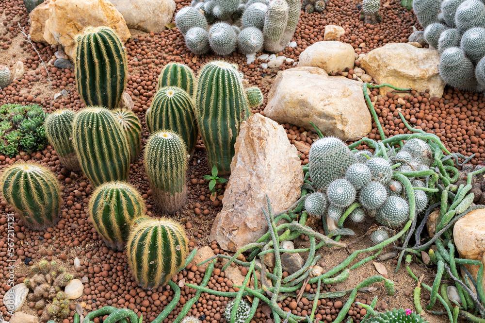 Various of cactus growth in ornamental garden. Cactus is a type of ...