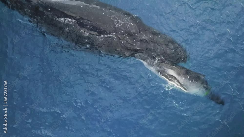 Whale mother and a cub in Atlantic Ocean. North Atlantic smooth whale ...