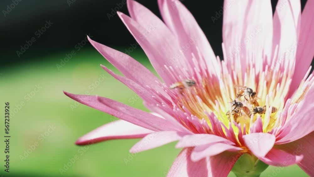 Close-up, swarm of bees is sucking the nectar from purple water lily ...