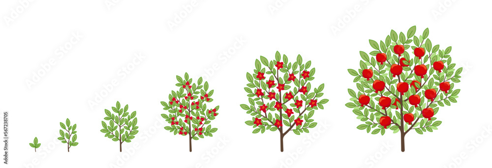 Pomegranate tree growth stages. Fruit tree life cycle. Vector ...