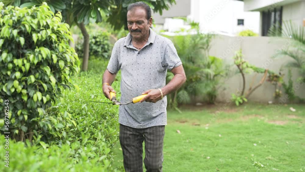 Indian Asian Happy Healthy Active Gen X Old Senior Retiree Gardener Cutting Work Use Scissor