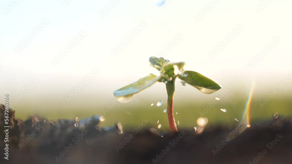 Video Stock Agriculture. A farmer hand water green sprout. Green ...