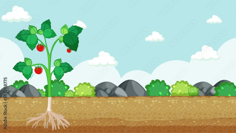 2D animation showing parts of a tomato flower Stock ビデオ | Adobe Stock