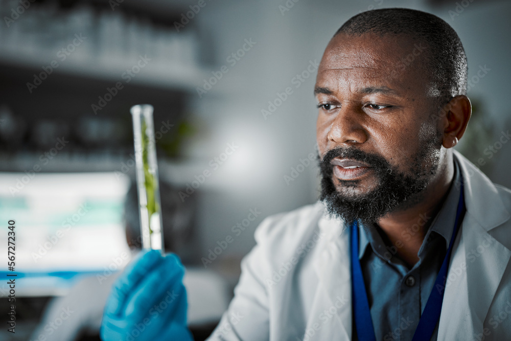 Black man scientist, test tube and plants in lab analysis, biodiversity ...