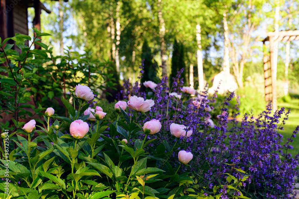 perennial flowers in summer - catmint (nepeta) and peony blooming ...